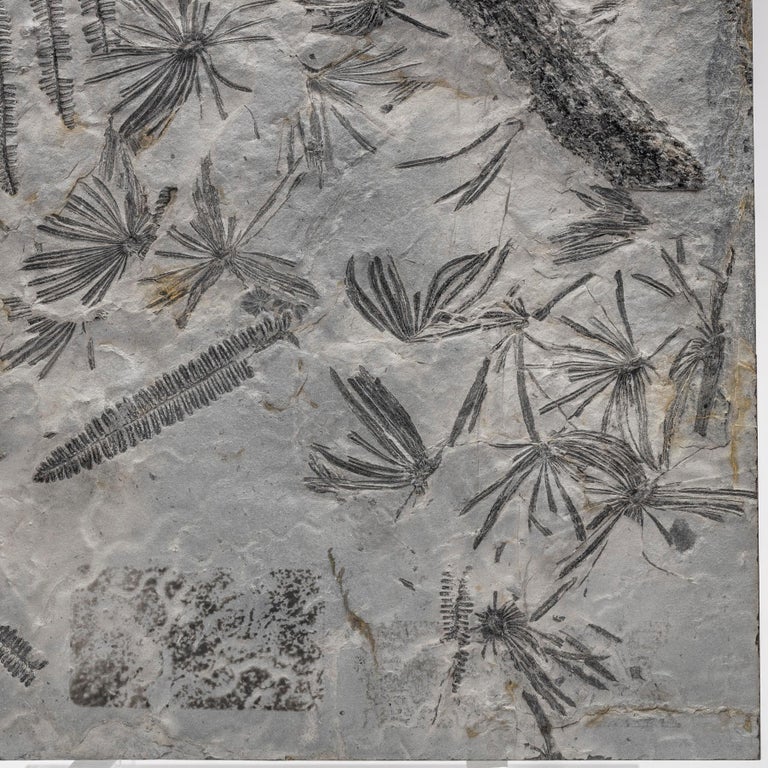 360 Million Y/O Alethopteris Fossil Fern Mounted on a Custom Acrylic ...