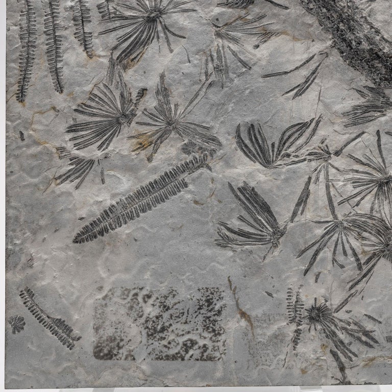 360 Million Y/O Alethopteris Fossil Fern Mounted on a Custom Acrylic ...