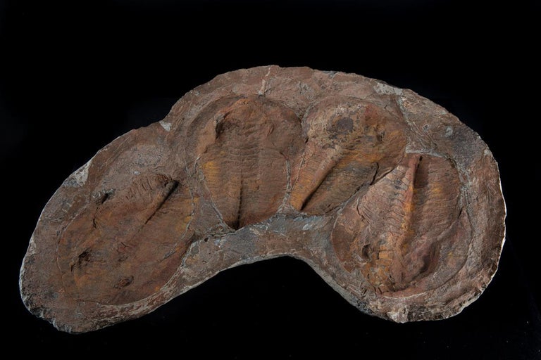 4 trilobites positive and negative pieces For Sale at 1stDibs