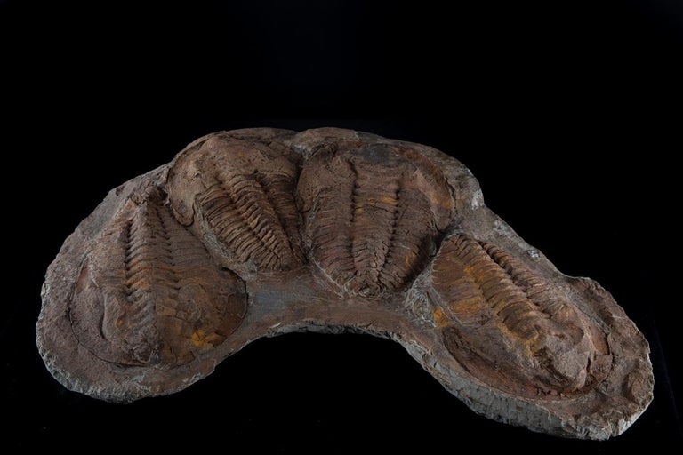 4 trilobites positive and negative pieces For Sale at 1stDibs