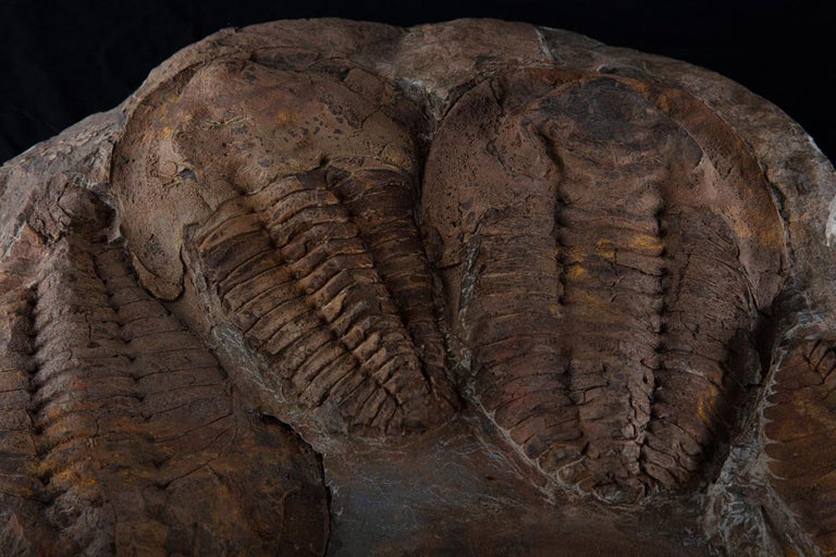 4 trilobites positive and negative pieces For Sale at 1stDibs