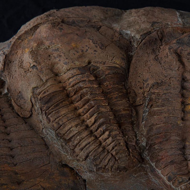 4 trilobites positive and negative pieces For Sale at 1stDibs