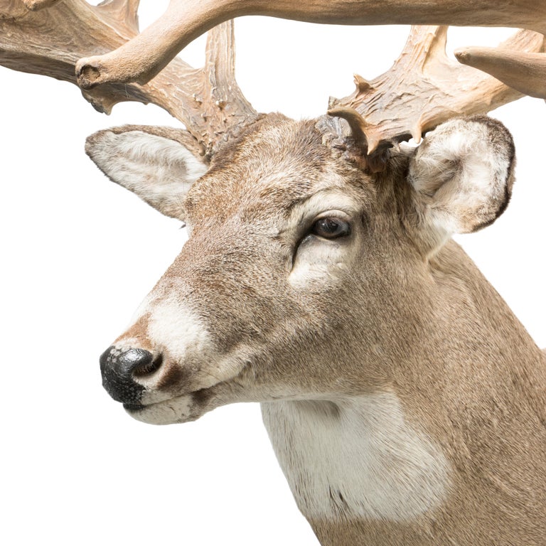 40 Point Whitetail Deer Shoulder Mount For Sale at 1stDibs