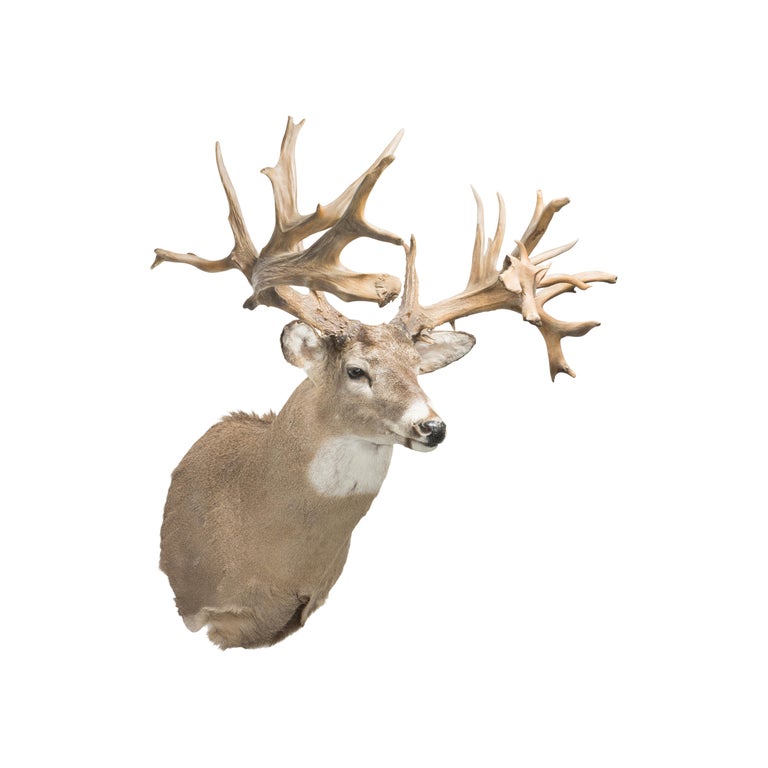 40 Point Whitetail Deer Shoulder Mount For Sale at 1stDibs