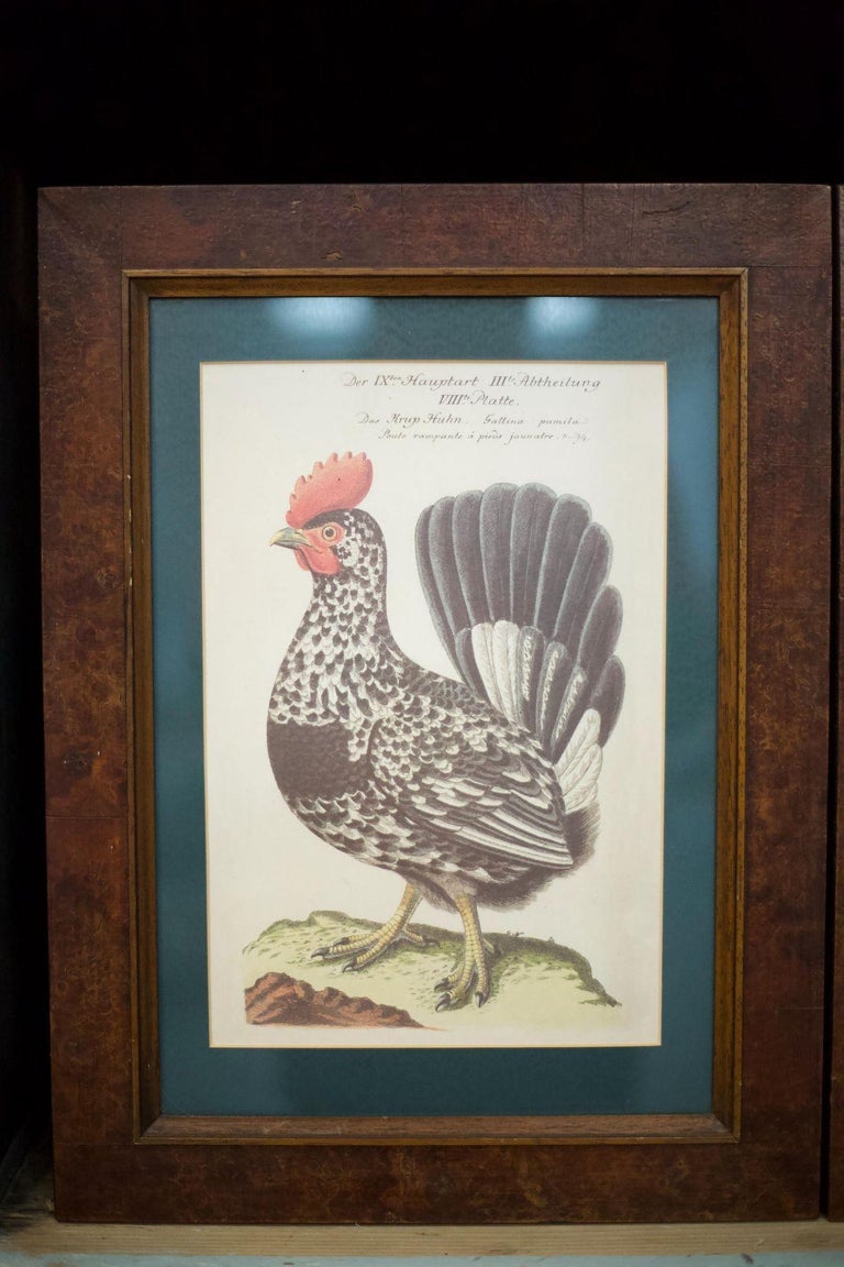 4x 20th Century German Cockerel Prints For Sale at 1stDibs