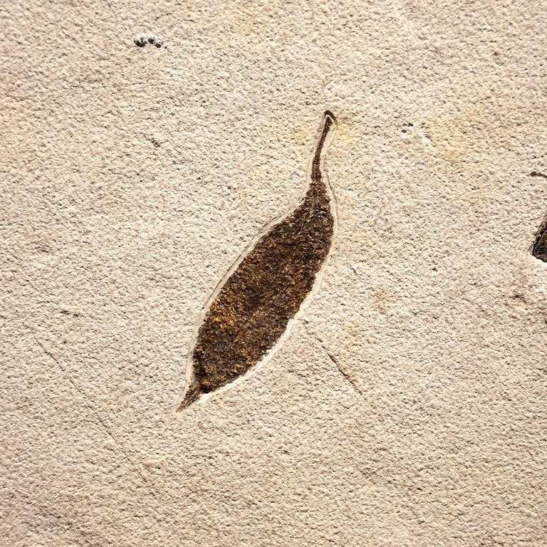 50 Million Year Old Eocene Era Fossil Branch, Leaf Mural in Stone, from ...