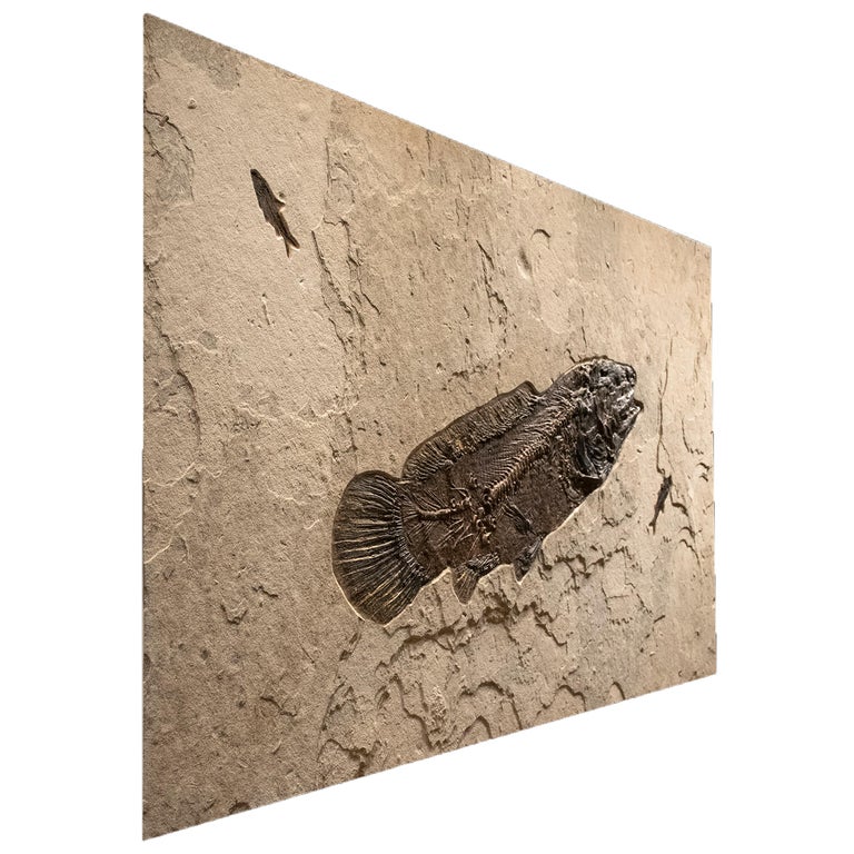 50 Million Year Old Fossil Fish Amia, Bowfin, Mural in Stone, from ...