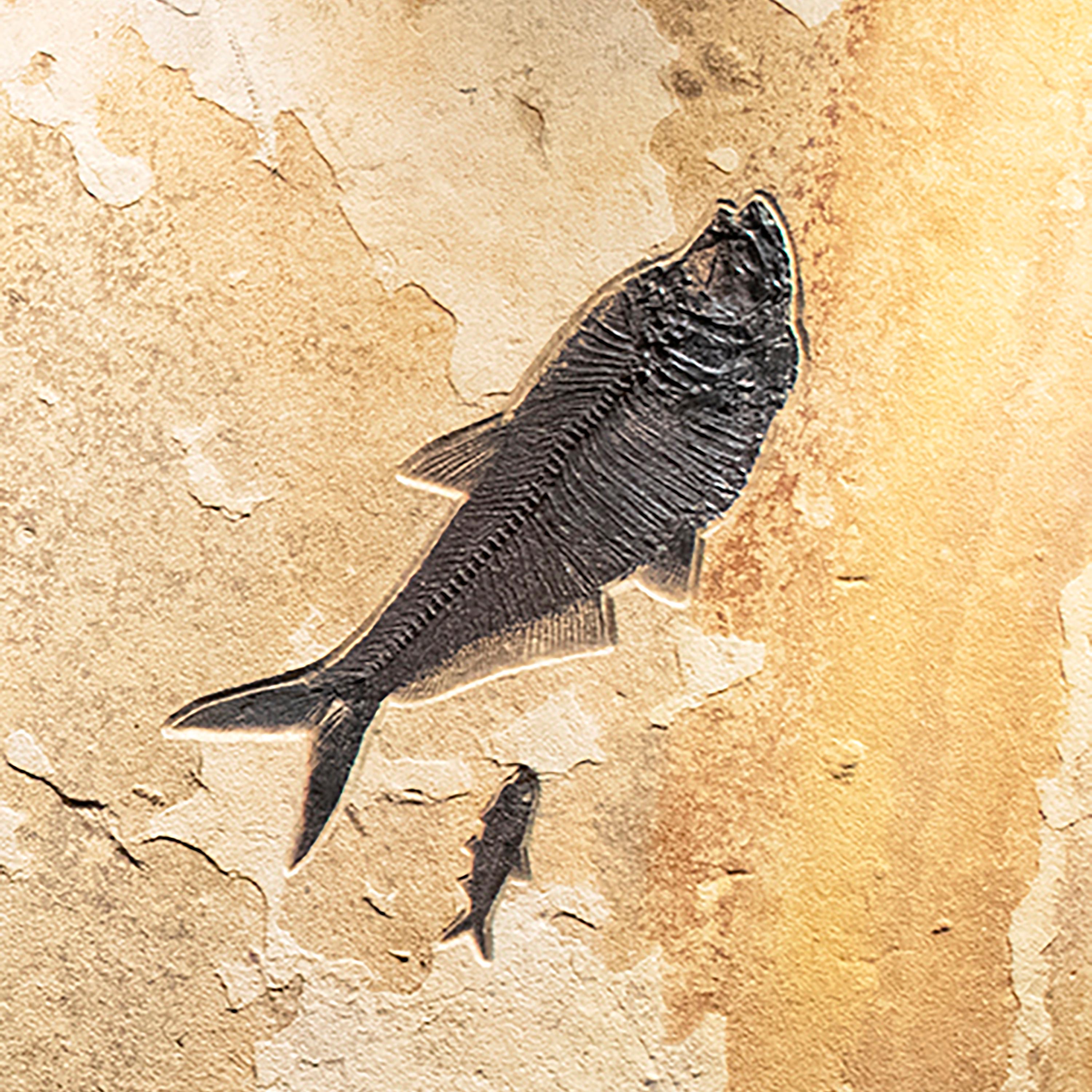 50 Million Year Old Eocene Era Fossil Fish Giant Mural in Stone, from ...