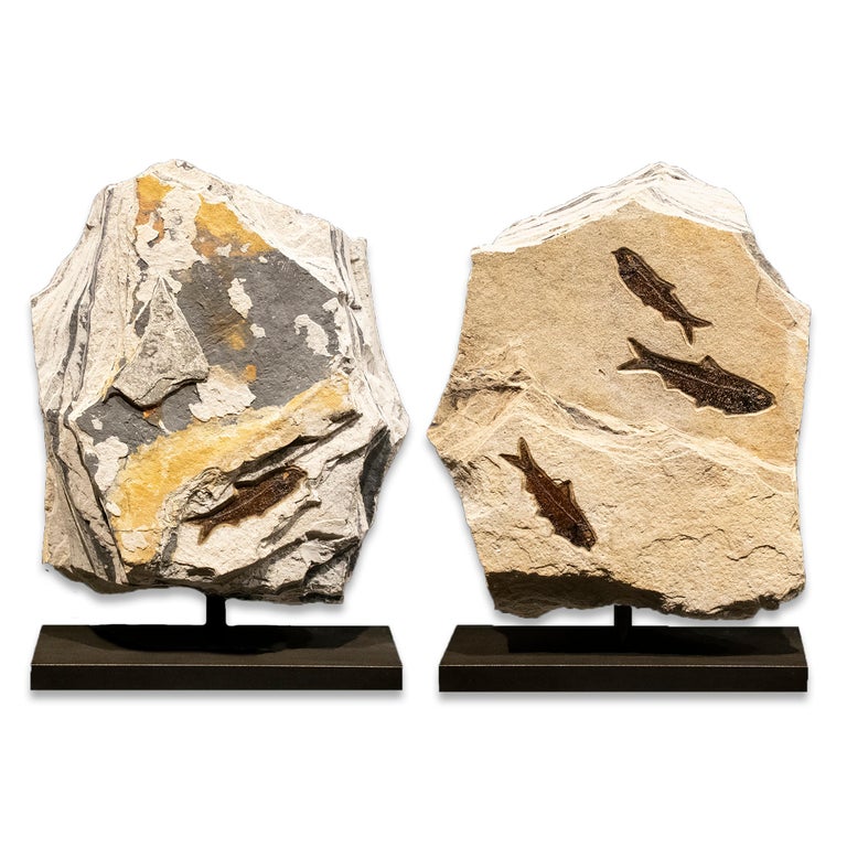 50 Million Year Old Eocene Era Fossil Fish Movable Stone Sculpture ...