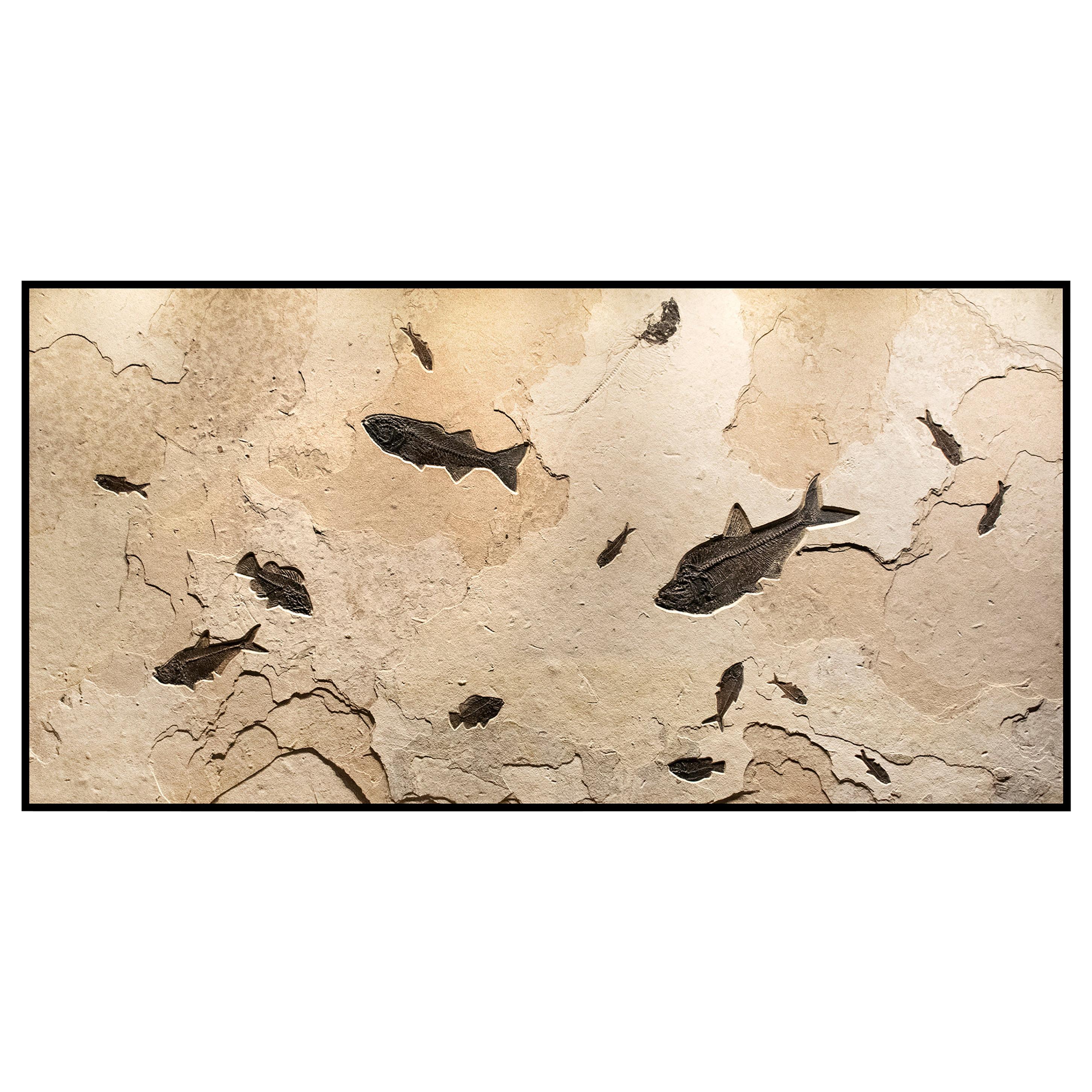 50 Million Year Old Eocene Era Fossil Fish Mural in Stone, from Wyoming ...