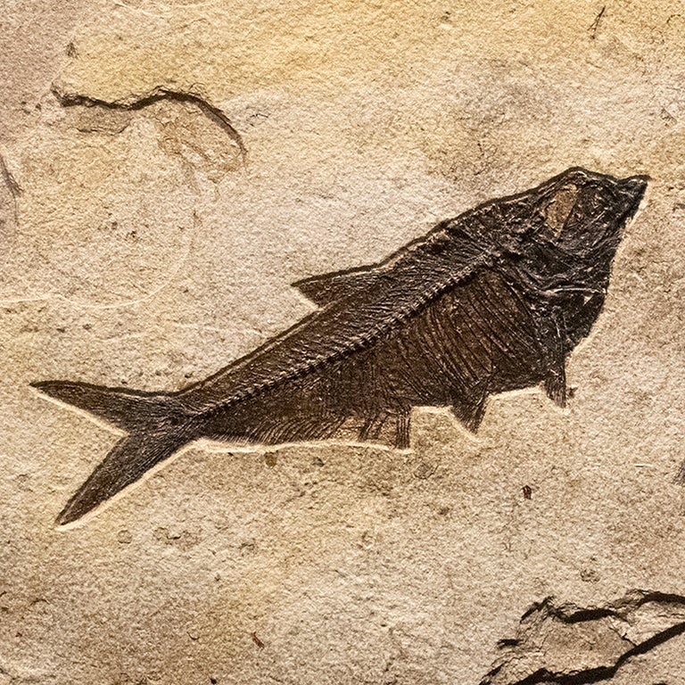 50 Million Year Old Eocene Era Fossil Fish Mural in Stone, from Wyoming ...