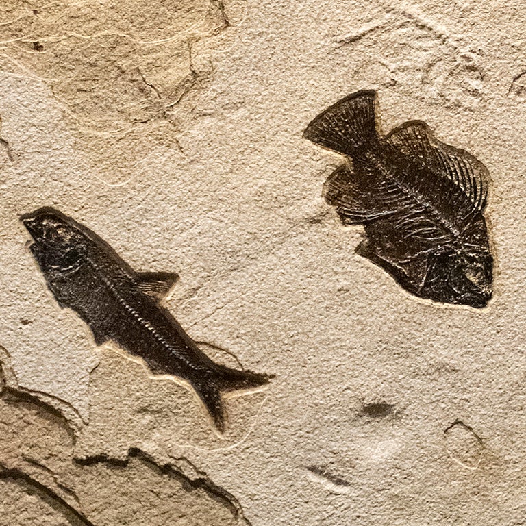 50 Million Year Old Eocene Era Fossil Fish Mural in Stone, from Wyoming ...