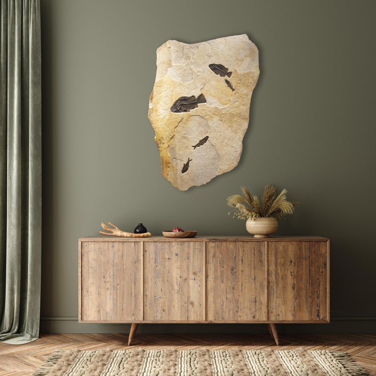 50 Million Year Old Eocene Era Fossil Fish Mural in Stone, from Wyoming ...