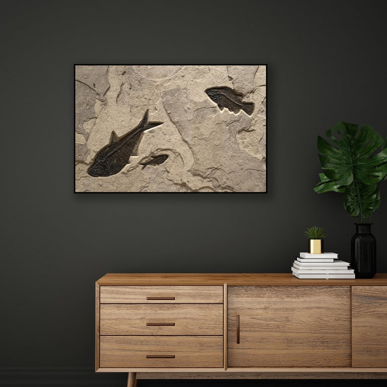 50 Million Year Old Eocene Era Fossil Fish Mural in Stone, from Wyoming ...