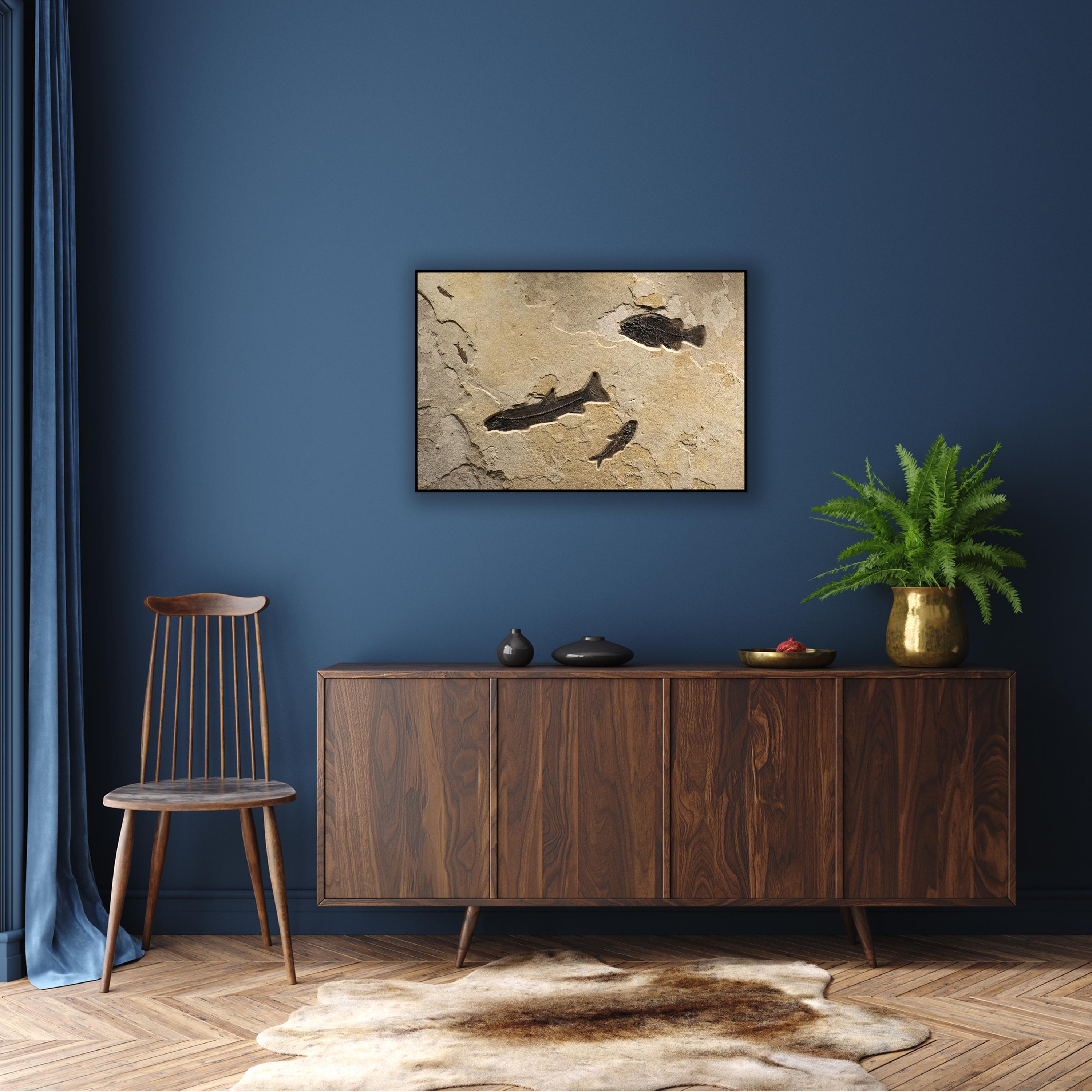 50 Million Year Old Eocene Era Fossil Fish Mural in Stone, from Wyoming ...