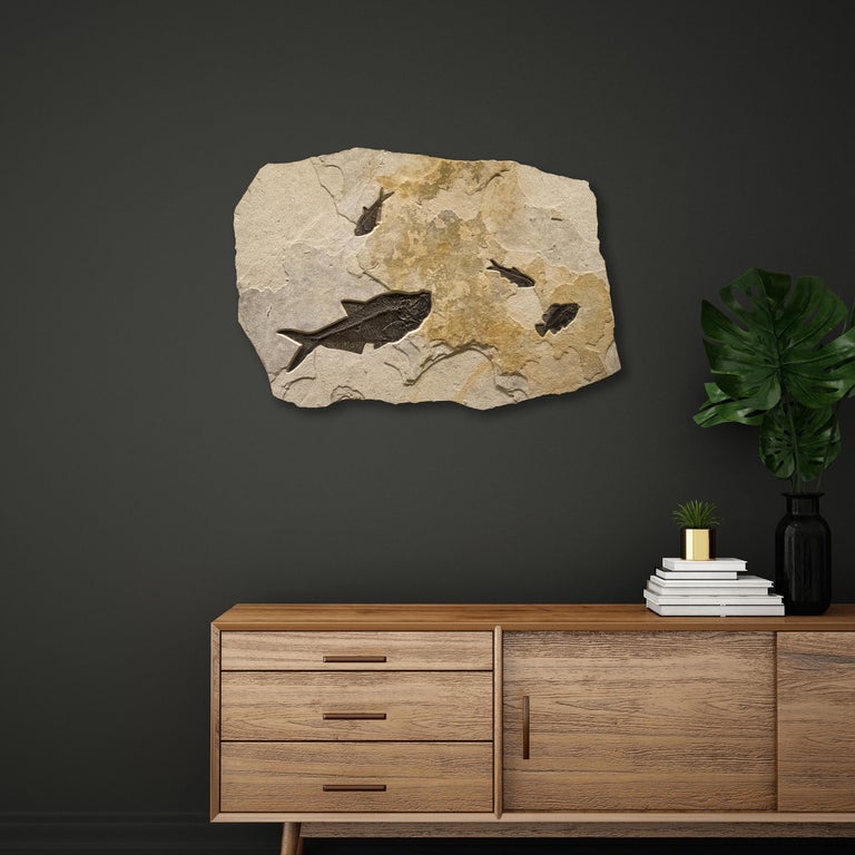 50 Million Year Old Eocene Era Fossil Fish Mural in Stone, from Wyoming ...