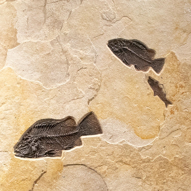 50 Million Year Old Eocene Era Fossil Fish Mural in Stone, from Wyoming ...