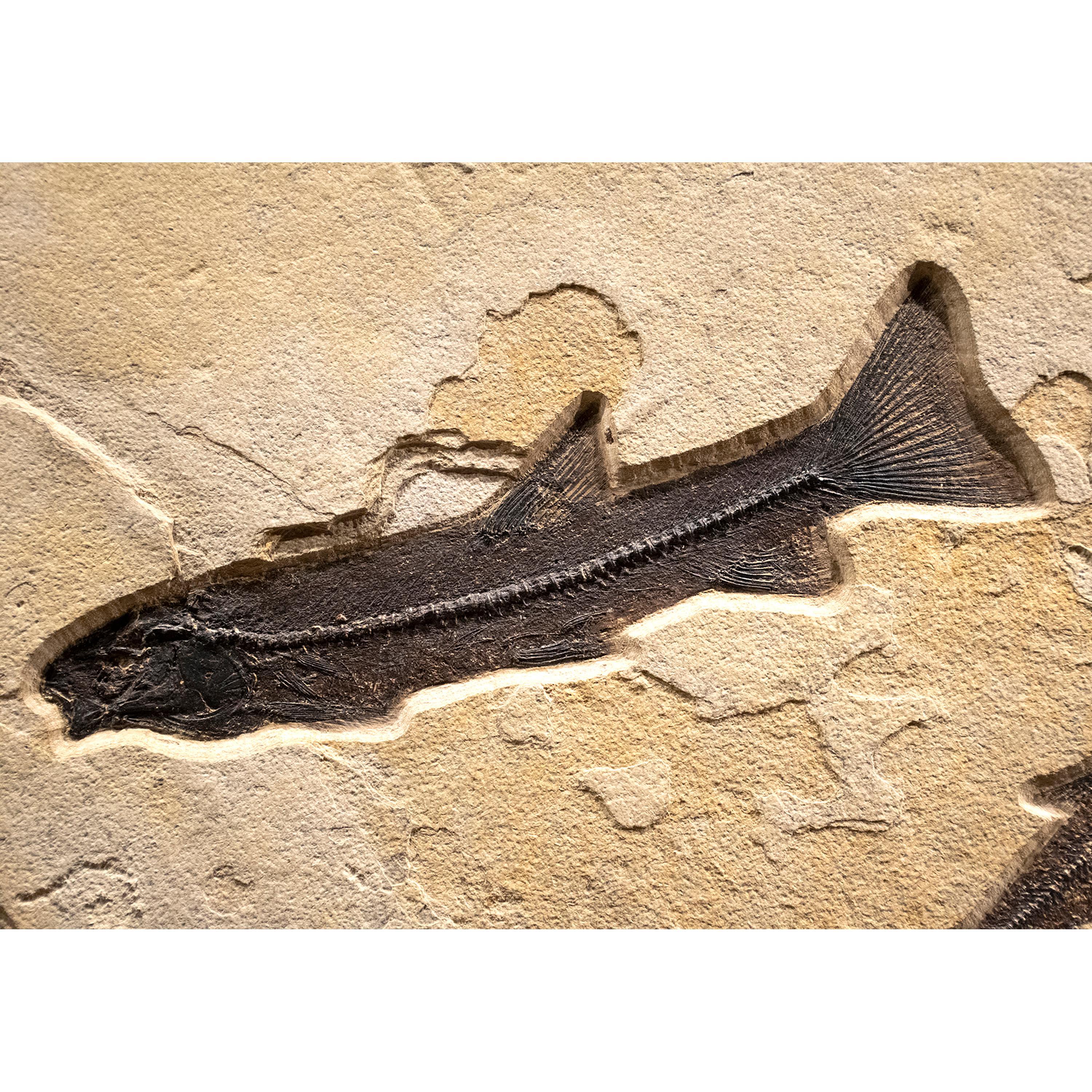 50 Million Year Old Eocene Era Fossil Fish Mural in Stone, from Wyoming ...