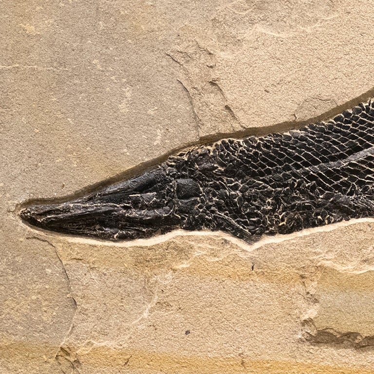 50 Million Year Old Eocene Era Fossil Fish Mural in Stone, from Wyoming ...