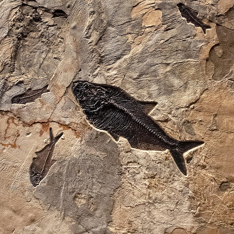 50 Million Year Old Eocene Era Fossil Fish Mural in Stone, from Wyoming ...