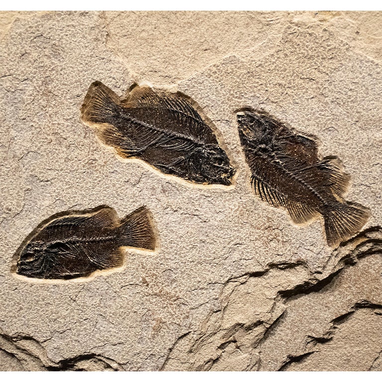 50 Million Year Old Eocene Era Fossil Fish Mural in Stone, from Wyoming ...
