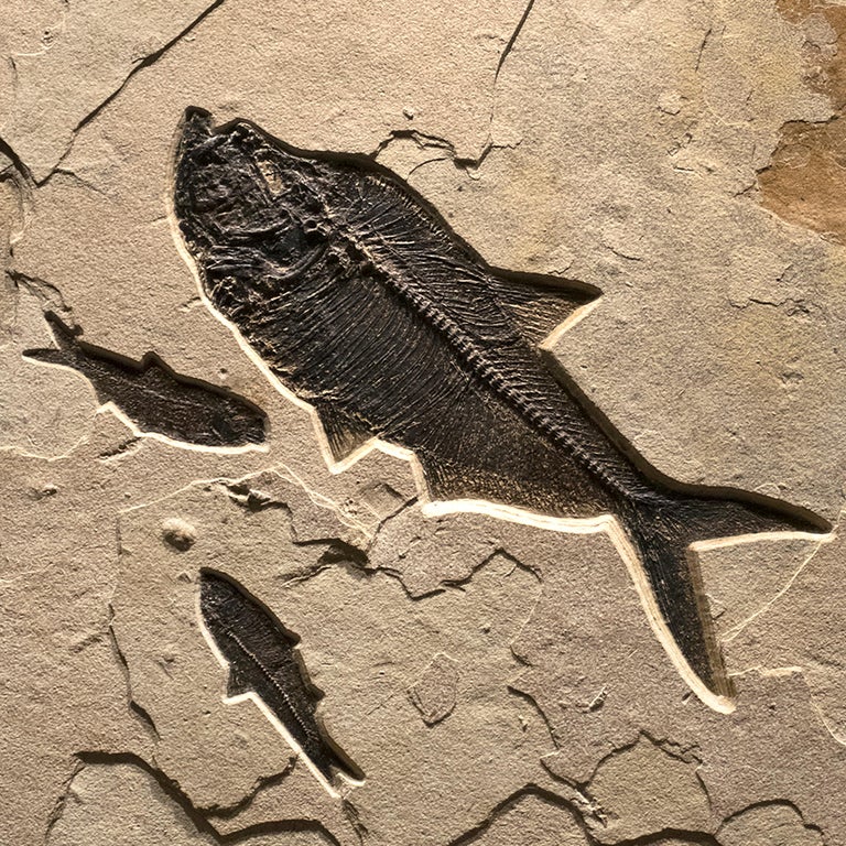 50 Million Year Old Eocene Era Fossil Fish Mural in Stone, from Wyoming ...