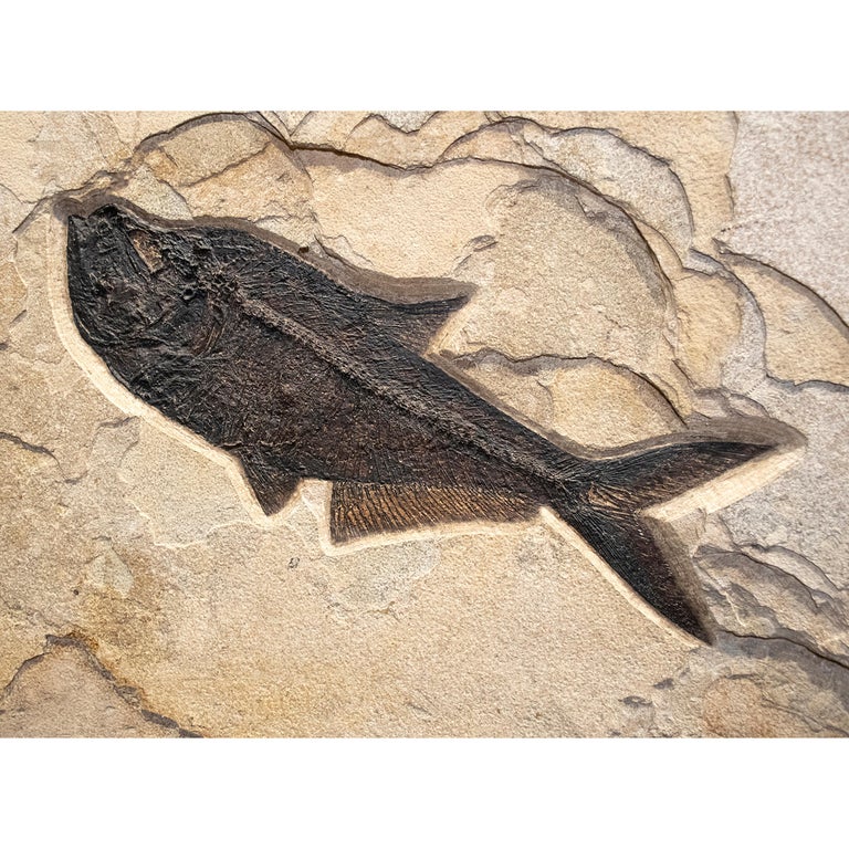 50 Million Year Old Eocene Era Fossil Fish Mural in Stone, from Wyoming ...