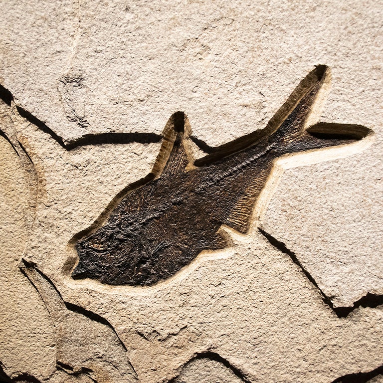 50 Million Year Old Eocene Era Fossil Fish Mural in Stone, from Wyoming ...