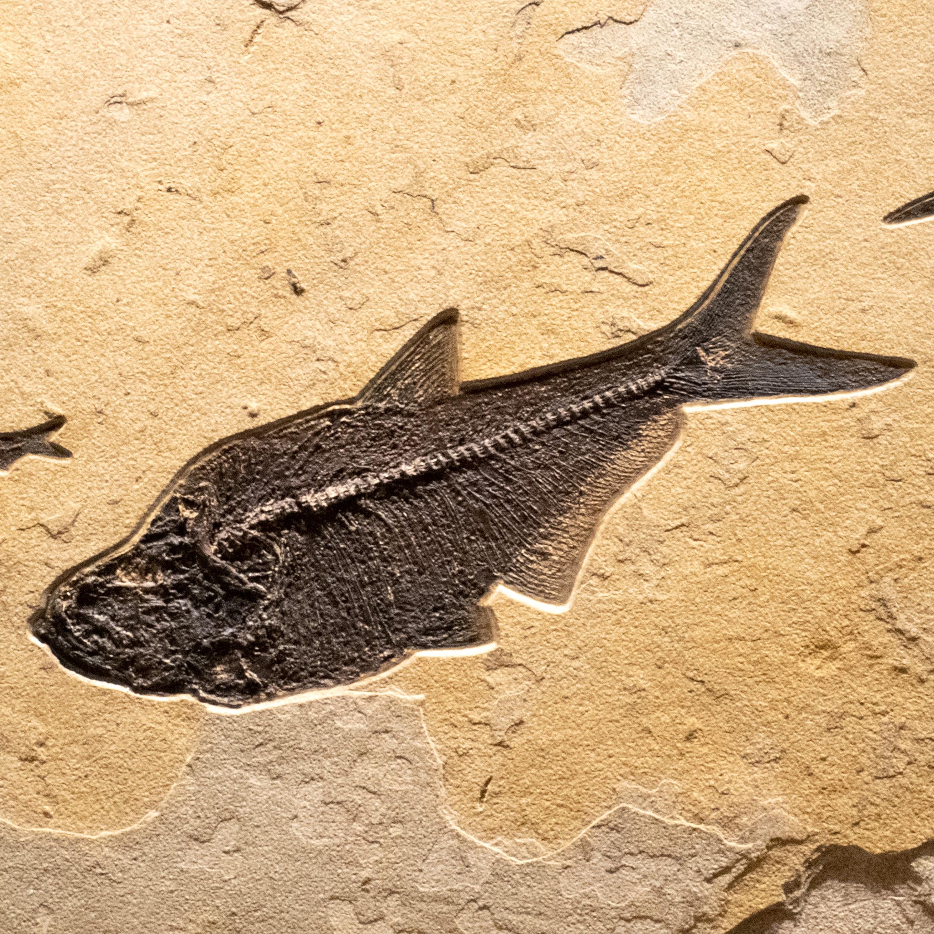 50 Million Year Old Eocene Era Fossil Fish Mural in Stone, from Wyoming ...