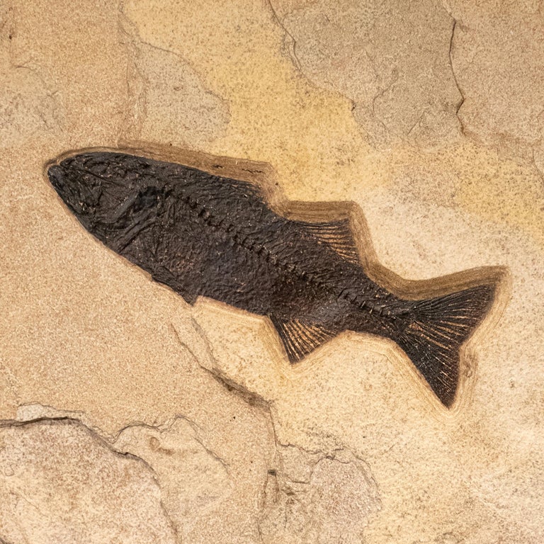 50 Million Year Old Eocene Era Fossil Fish Mural in Stone, from Wyoming ...
