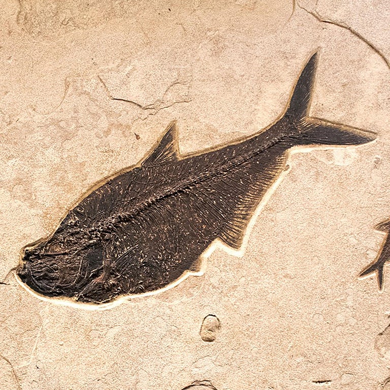 50 Million Year Old Eocene Era Fossil Fish Mural in Stone, from Wyoming ...