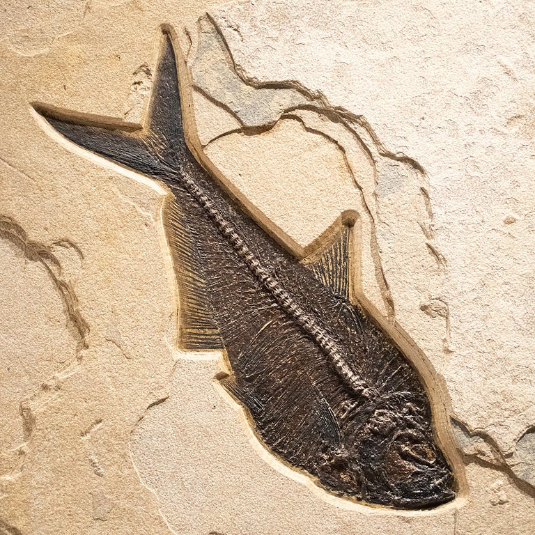 50 Million Year Old Eocene Era Fossil Fish Mural in Stone, from Wyoming ...