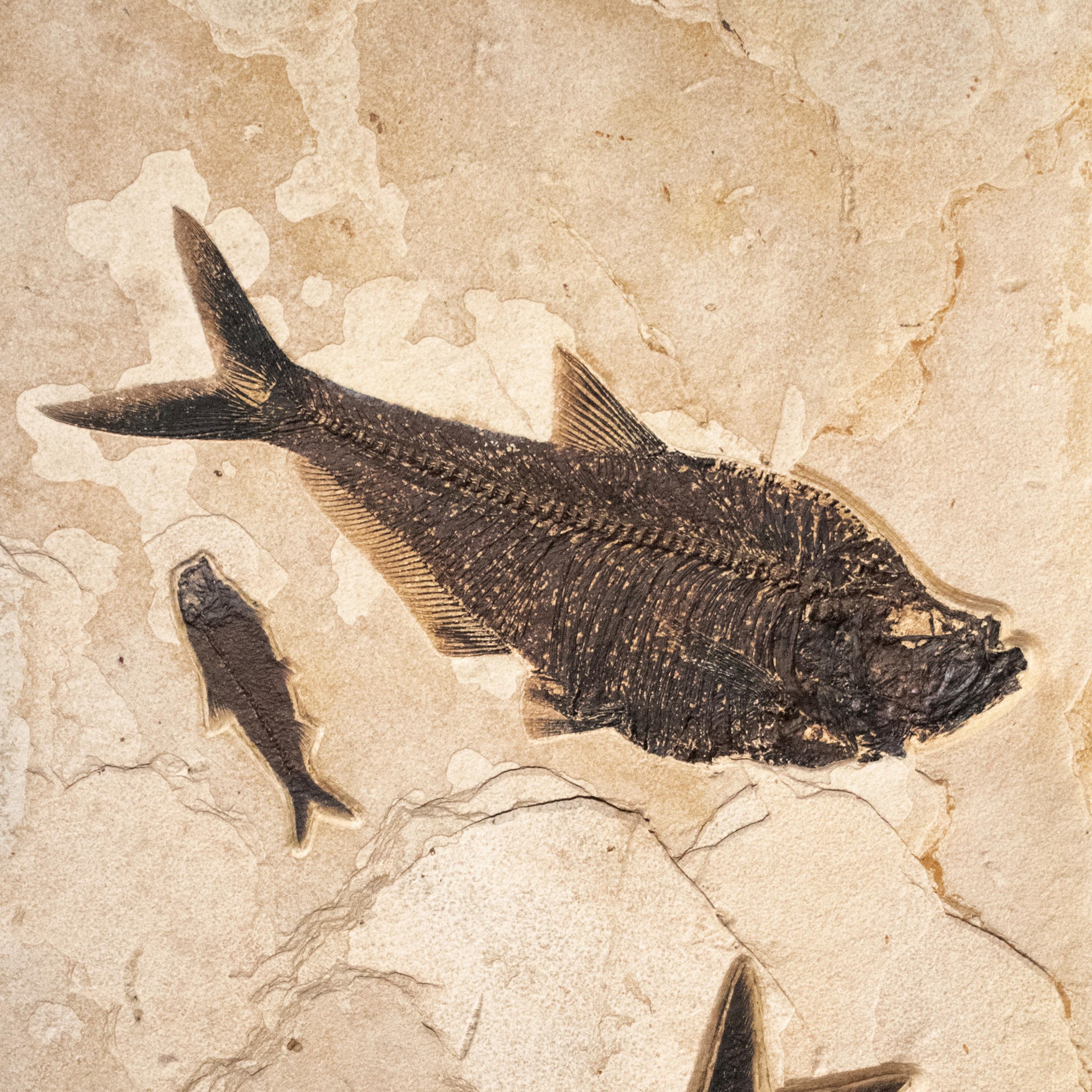 50 Million Year Old Fossil Fish Mural from the Green River Formation ...
