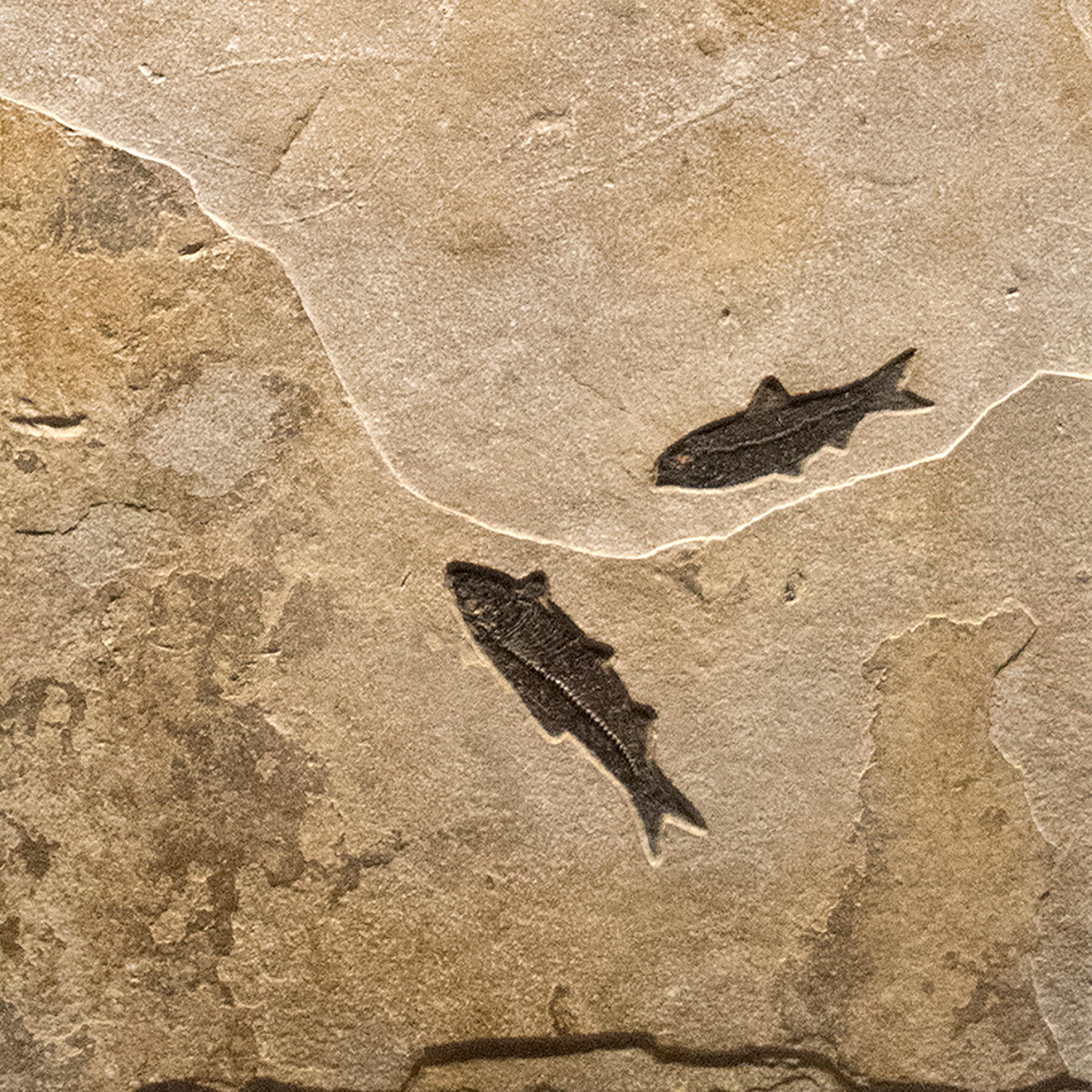 50 Million Year Old Eocene Era Fossil Fish Mural in Stone, from Wyoming ...