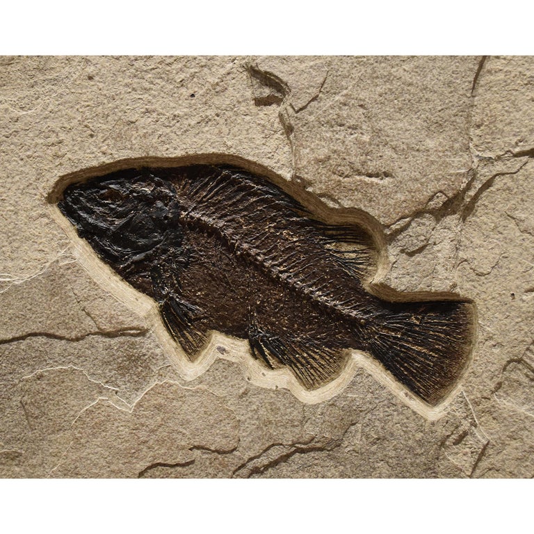 50 Million Year Old Eocene Era Fossil Fish Mural in Stone, from Wyoming ...
