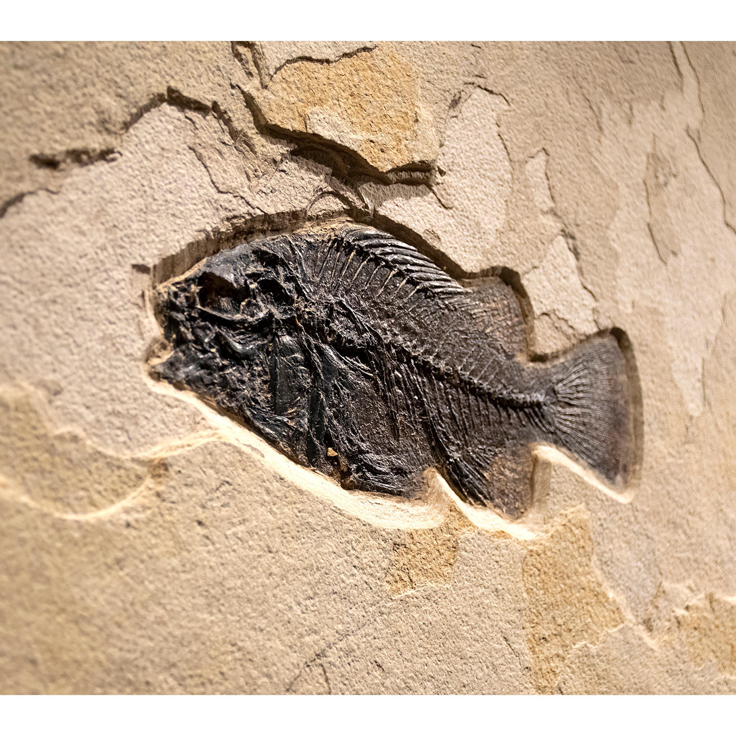 50 Million Year Old Eocene Era Fossil Fish Mural in Stone, from Wyoming ...