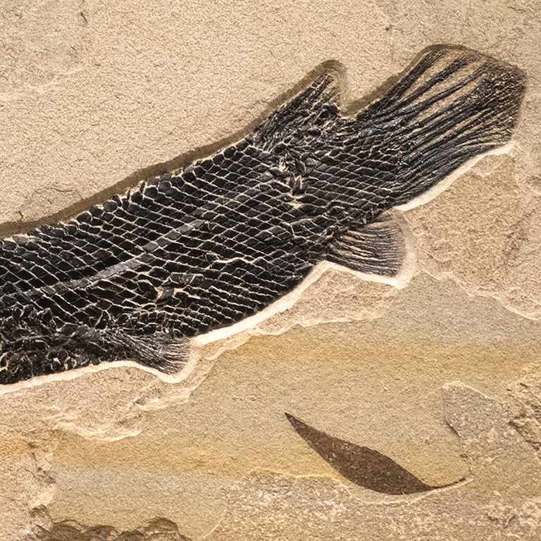 50 Million Year Old Eocene Era Fossil Fish Mural in Stone, from Wyoming ...