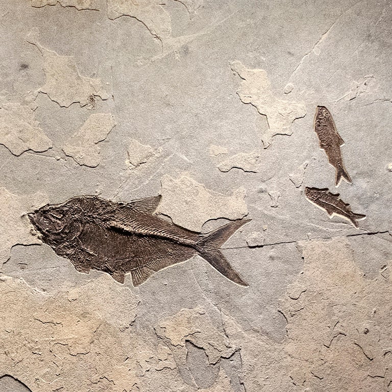 50 Million Year Old Eocene Era Fossil Fish Mural in Stone, from Wyoming ...