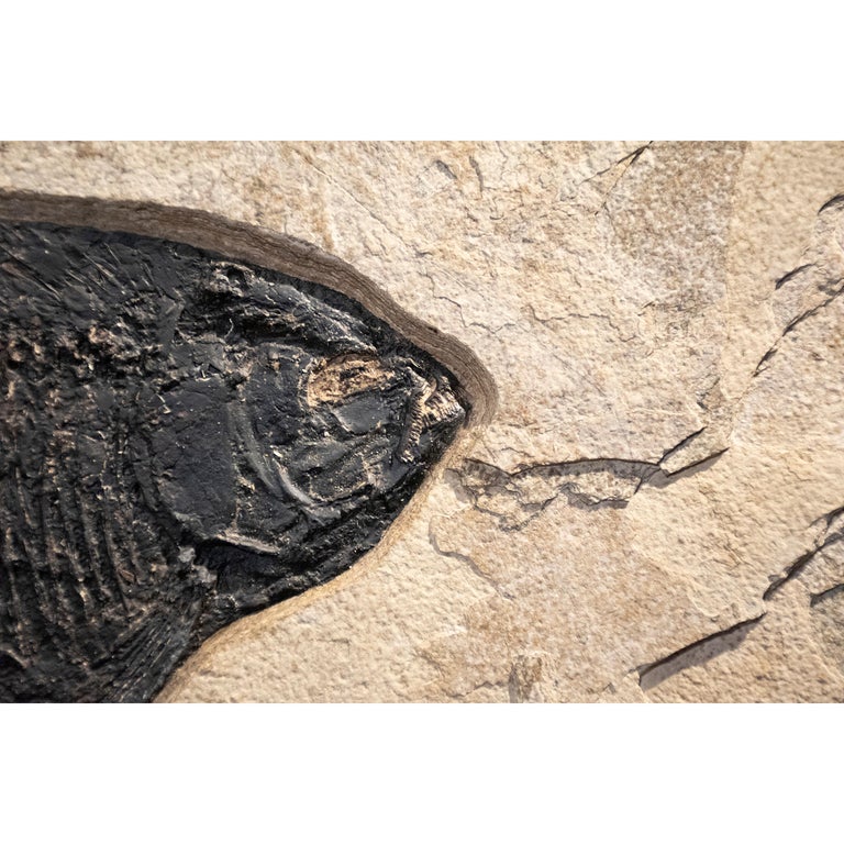 50 Million Year Old Eocene Era Fossil Fish Mural in Stone, from Wyoming ...