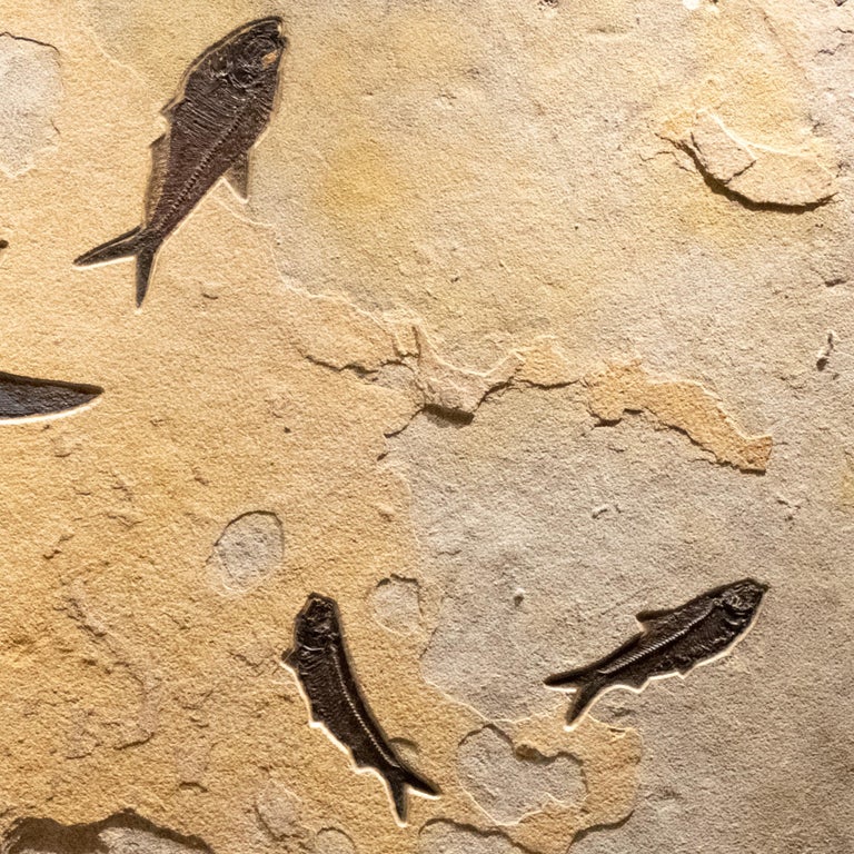50 Million Year Old Eocene Era Fossil Fish Mural in Stone, from Wyoming ...