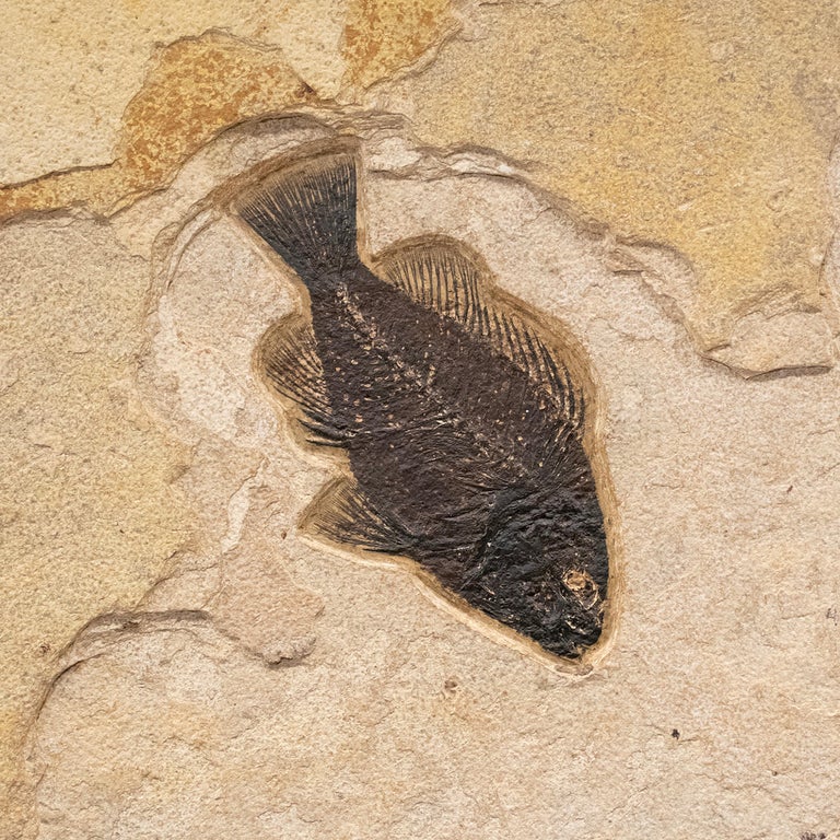 50 Million Year Old Eocene Era Fossil Fish Mural in Stone, from Wyoming ...
