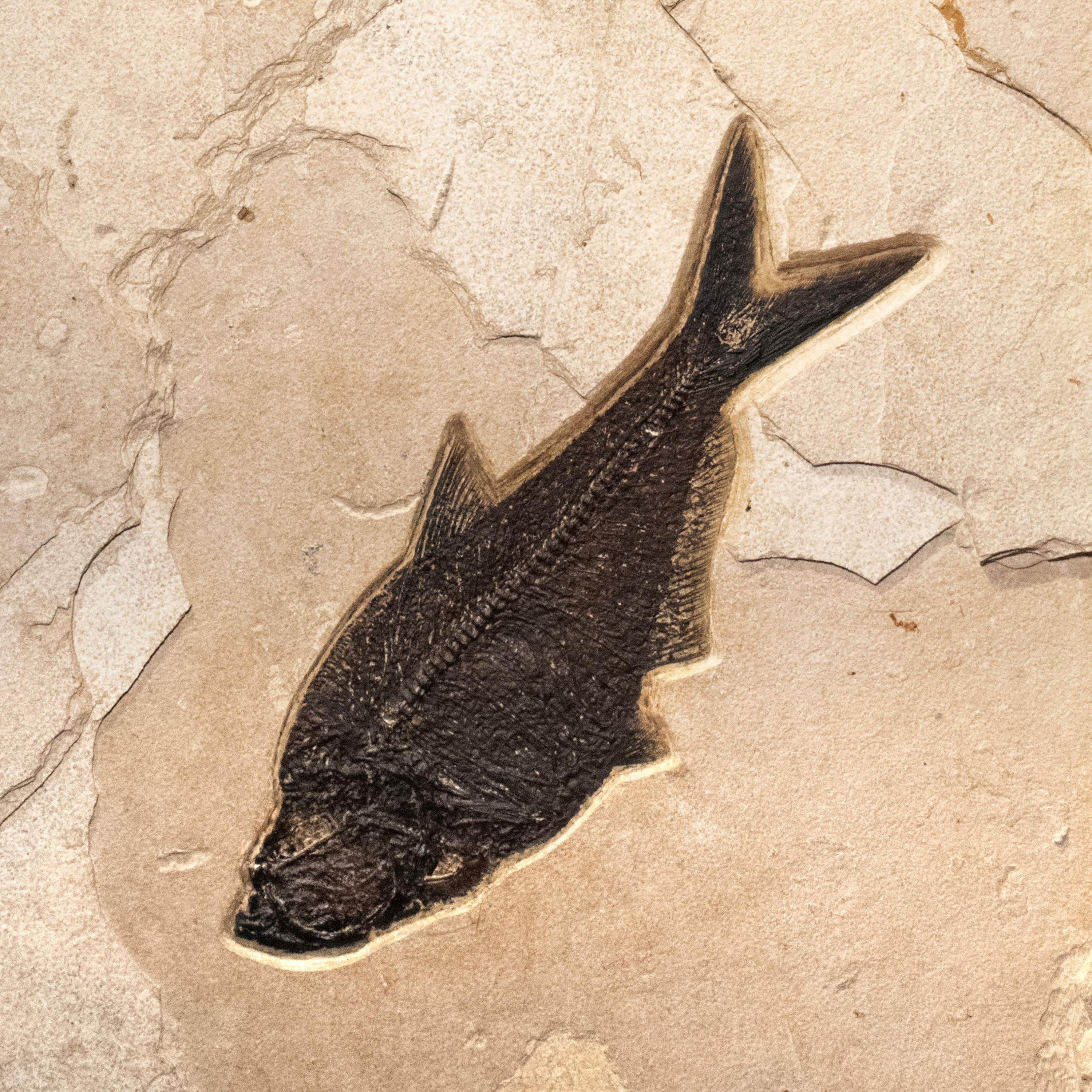50 Million Year Old Fossil Fish Mural from the Green River Formation ...