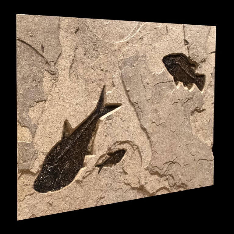 50 Million Year Old Eocene Era Fossil Fish Mural in Stone, from Wyoming ...