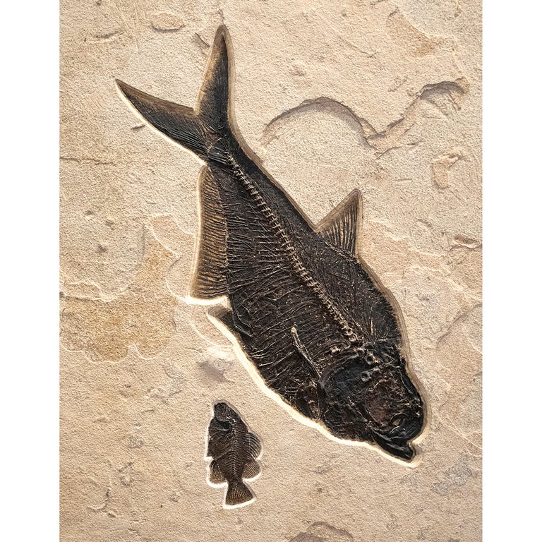 50 Million Year Old Eocene Era Fossil Fish Mural in Stone, from Wyoming ...