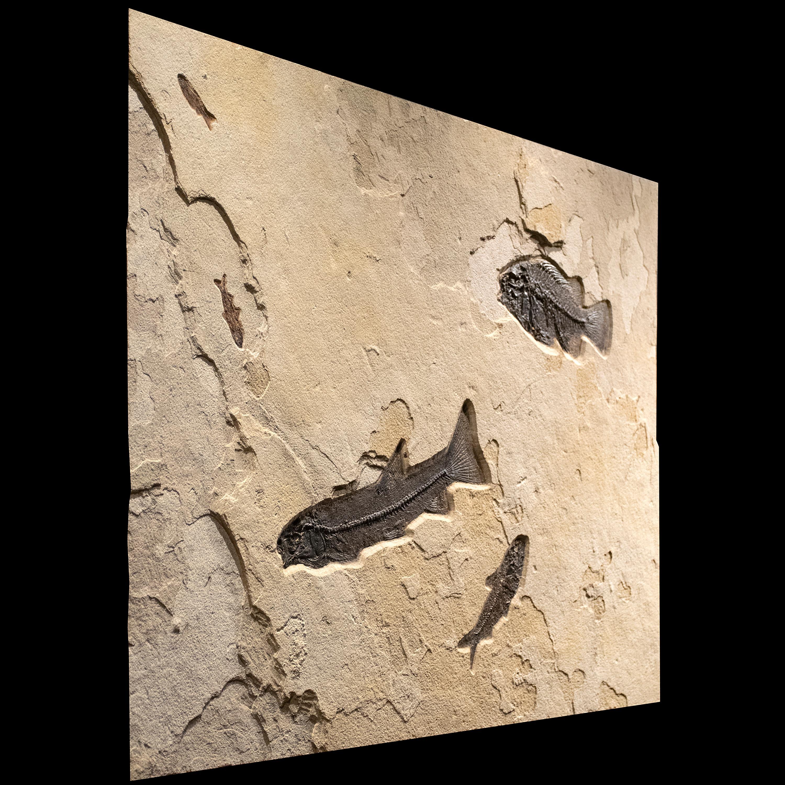 50 Million Year Old Eocene Era Fossil Fish Mural in Stone, from Wyoming ...