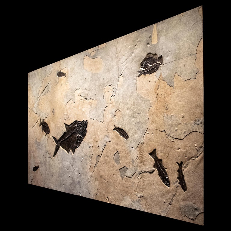 50 Million Year Old Eocene Era Fossil Fish Mural in Stone, from Wyoming ...