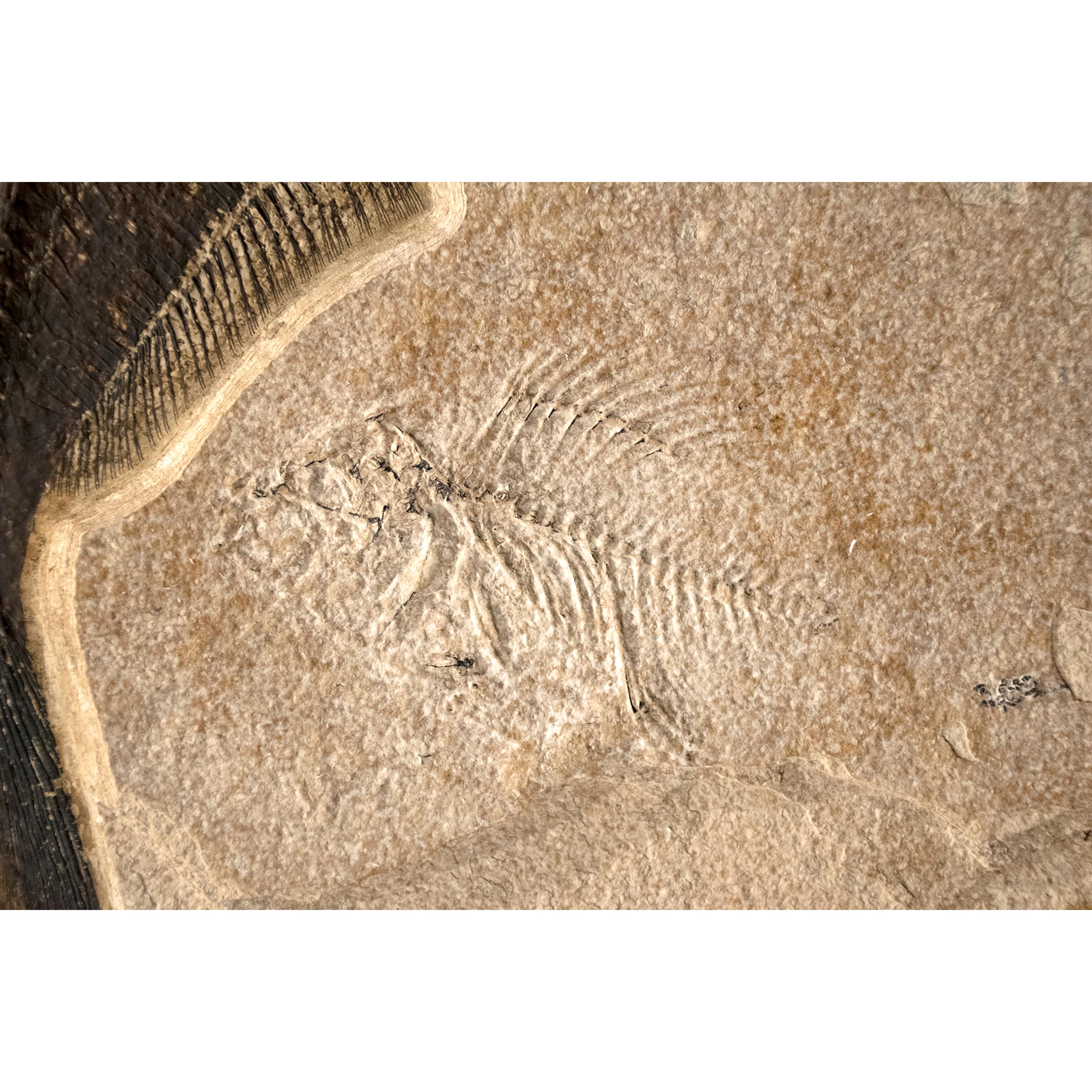 50 Million Year Old Eocene Era Fossil Fish Mural in Stone, from Wyoming ...