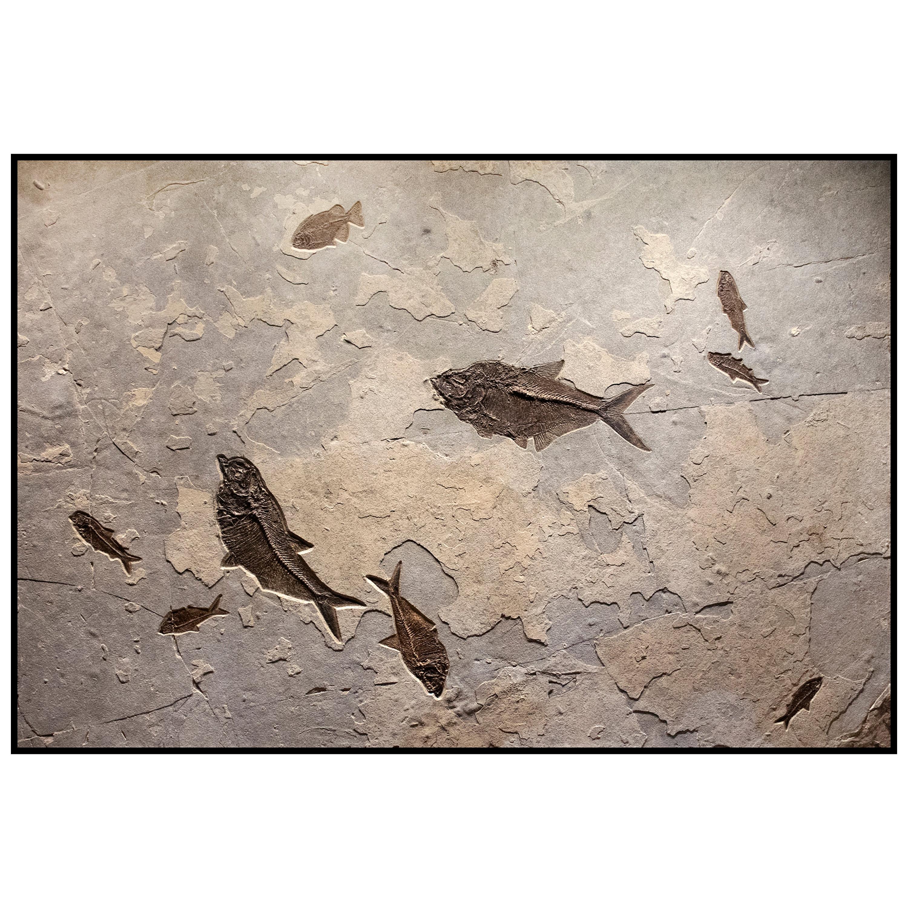 50 Million Year Old Eocene Era Fossil Fish Mural in Stone, from Wyoming ...