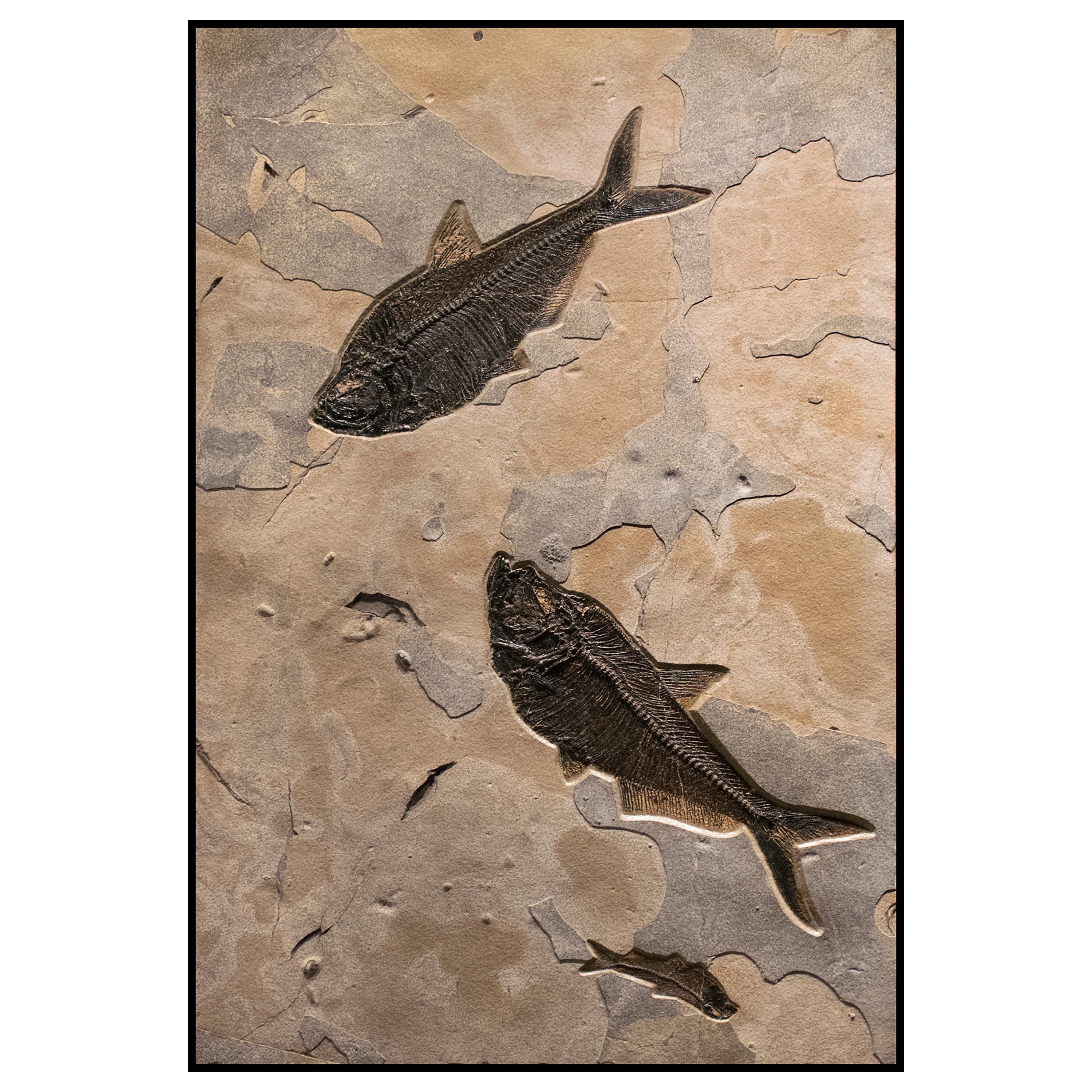 50 Million Year Old Eocene Era Fossil Fish Mural in Stone, from Wyoming ...