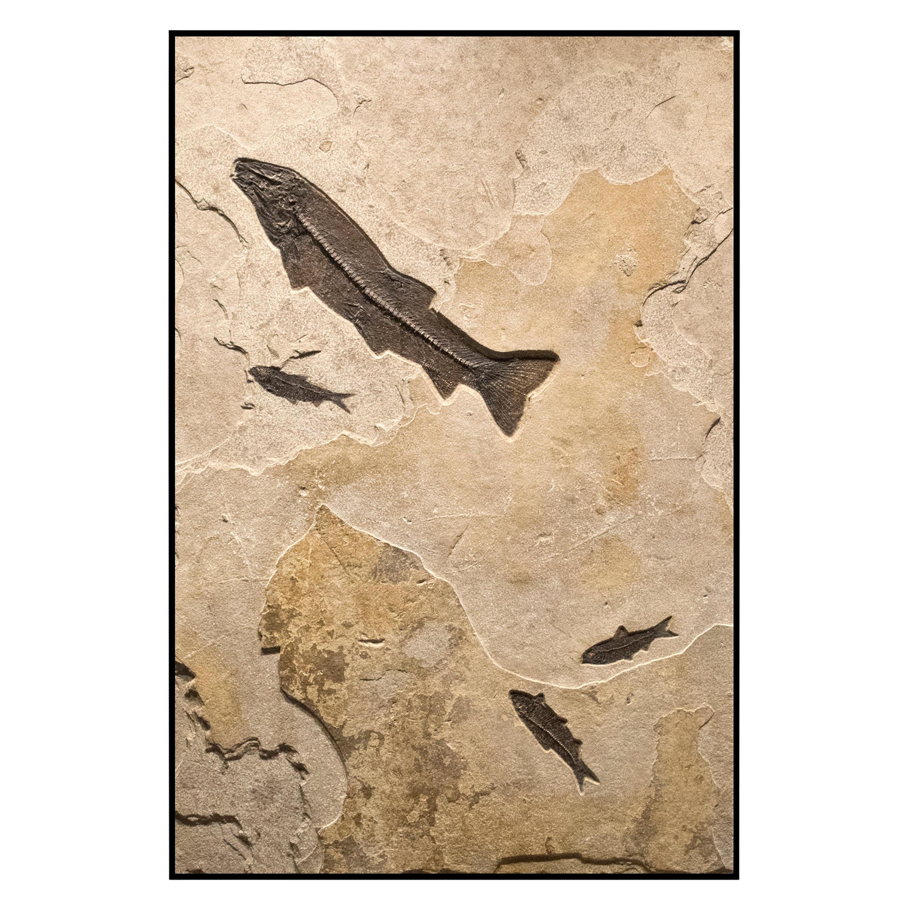 50 Million Year Old Eocene Era Fossil Fish Mural in Stone, from Wyoming ...